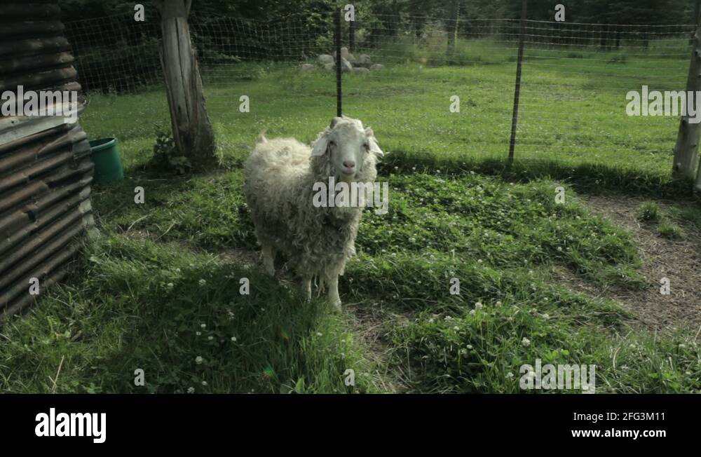 Handsome sheep Stock Videos & Footage - HD and 4K Video Clips - Alamy Handsome sheep Stock Videos & Footage - HD and 4K Video Clips - Alamy