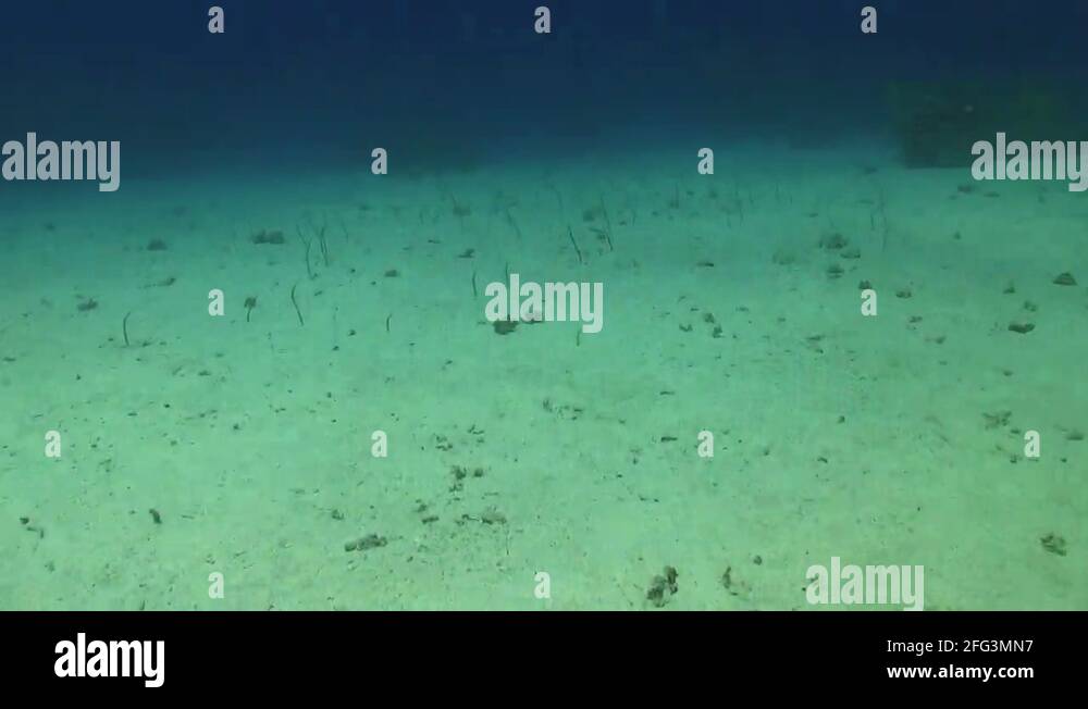 Sea snakes Stock Videos & Footage - HD and 4K Video Clips - Alamy