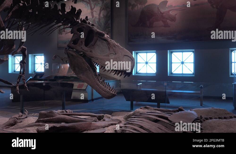 Field museum dinosaur Stock Videos & Footage - HD and 4K Video Clips ...