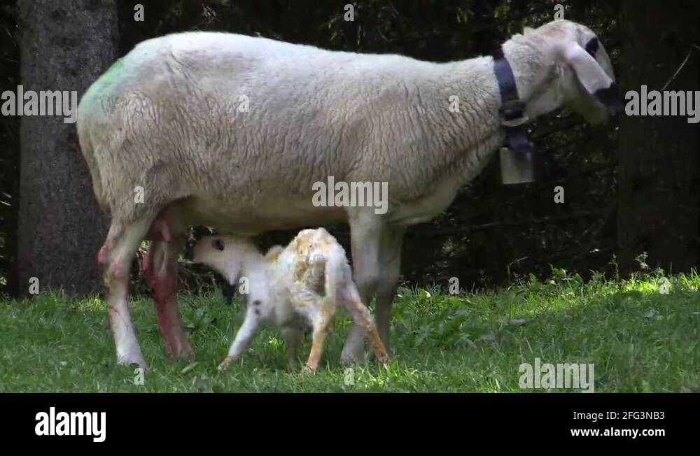 Mother ewe sheep nursing her lamb Stock Videos & Footage - HD and 4K ...