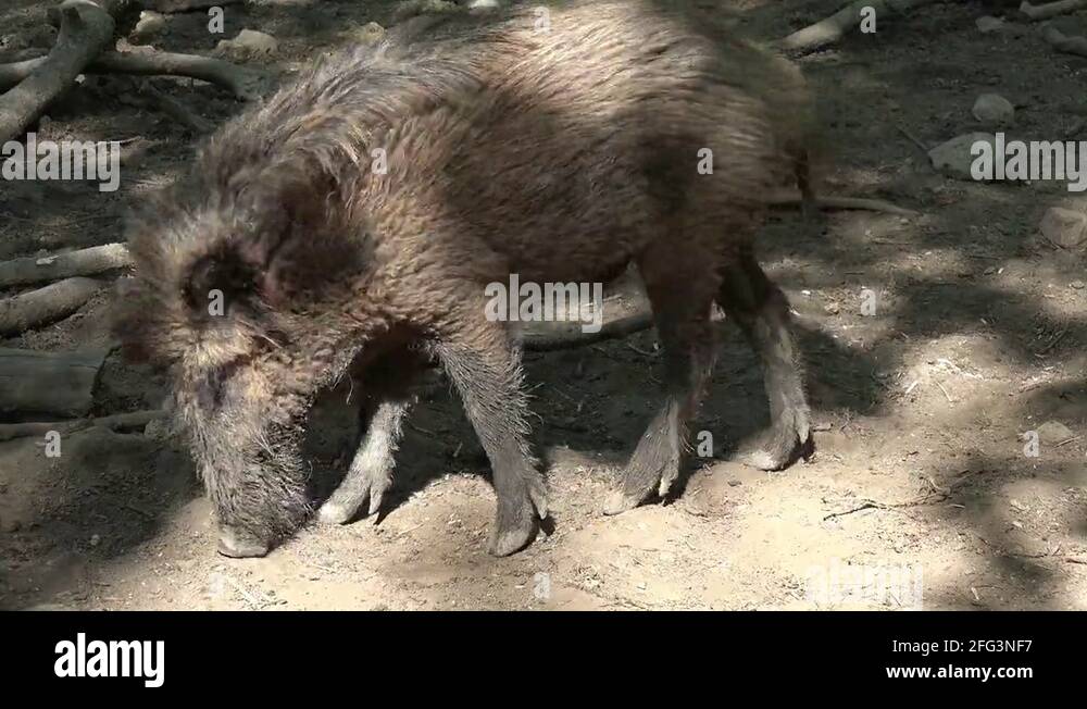 Freaky tree Stock Videos & Footage - HD and 4K Video Clips - Alamy