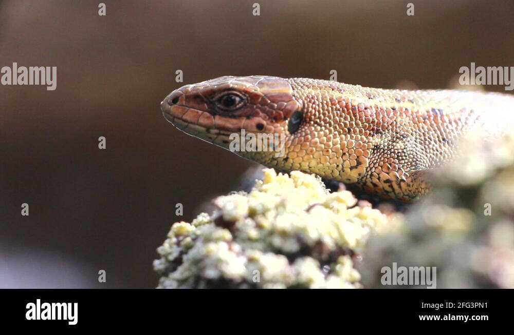 Ancient lizard Stock Videos & Footage - HD and 4K Video Clips - Alamy