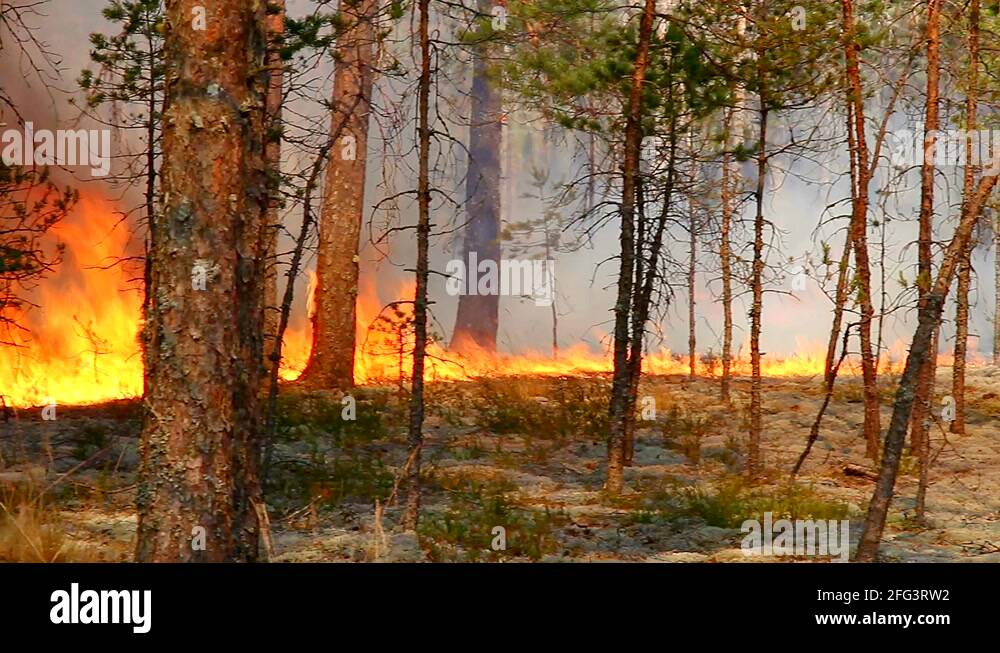 Big ash tree in leaf Stock Videos & Footage - HD and 4K Video Clips - Alamy