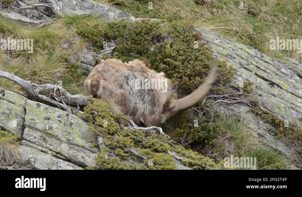 National tree of italy Stock Videos & Footage - HD and 4K Video Clips ...