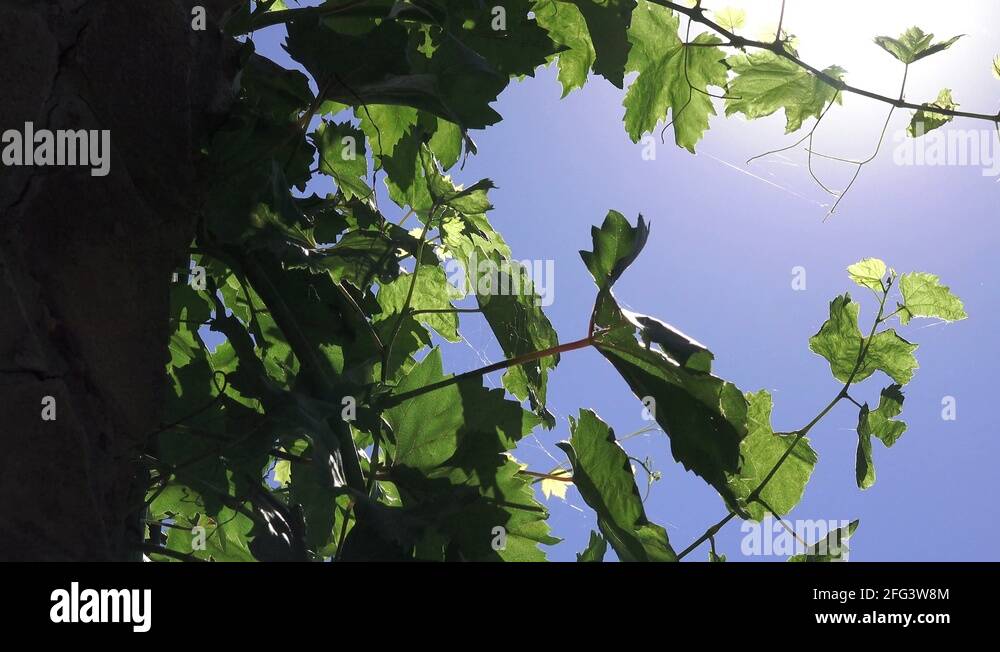 Without fruit Stock Videos & Footage - HD and 4K Video Clips - Alamy