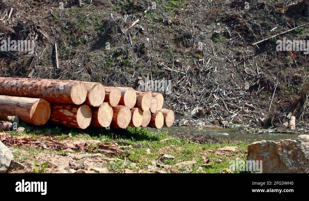Spruce timber Stock Videos & Footage - HD and 4K Video Clips - Alamy