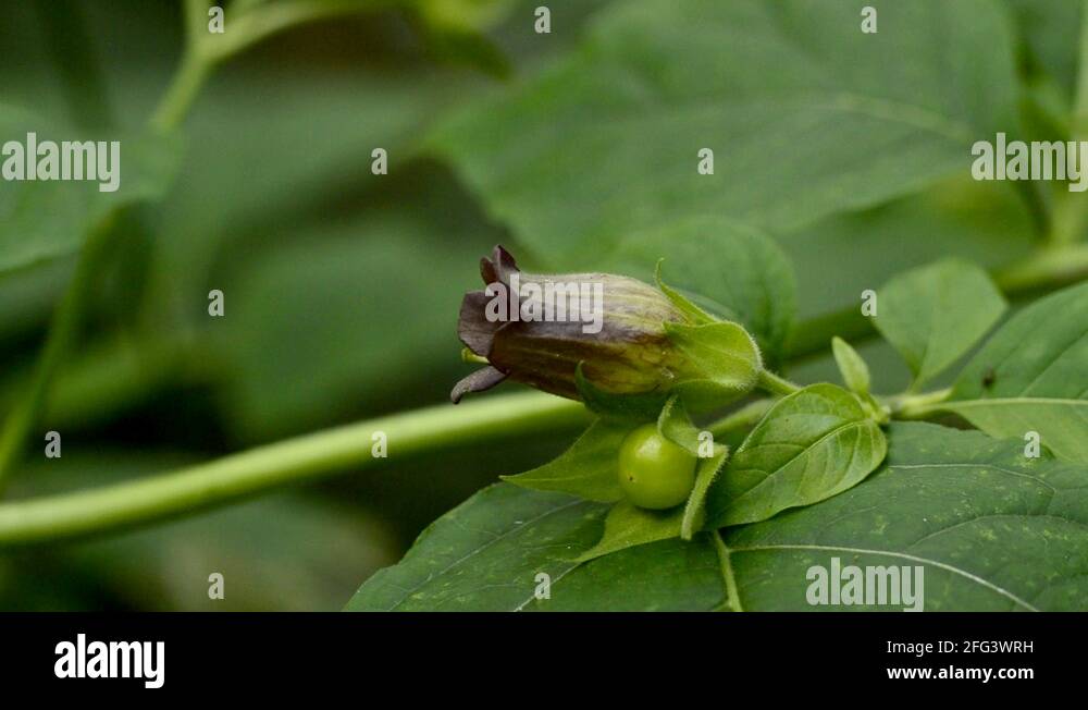 Poisonous when unripe Stock Videos & Footage - HD and 4K Video Clips ...