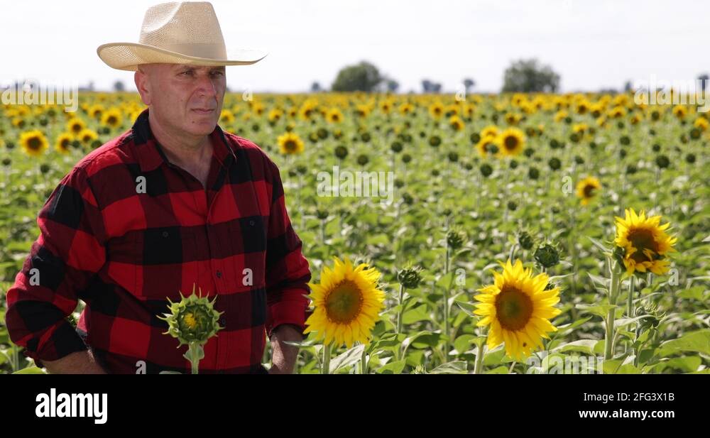 Man sunflower Stock Videos & Footage - HD and 4K Video Clips - Alamy