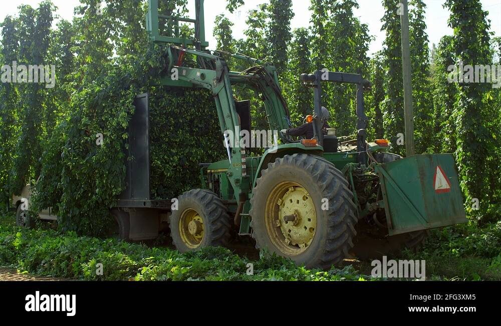 Tractor harvesting hops Stock Video Footage - Alamy