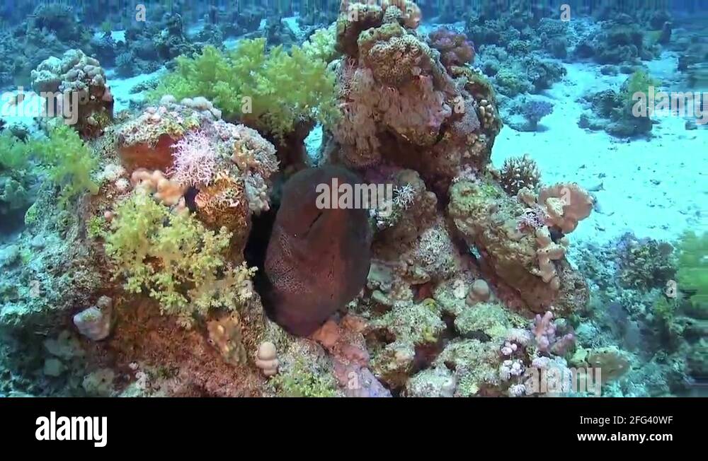 Murena fish Stock Videos & Footage - HD and 4K Video Clips - Alamy