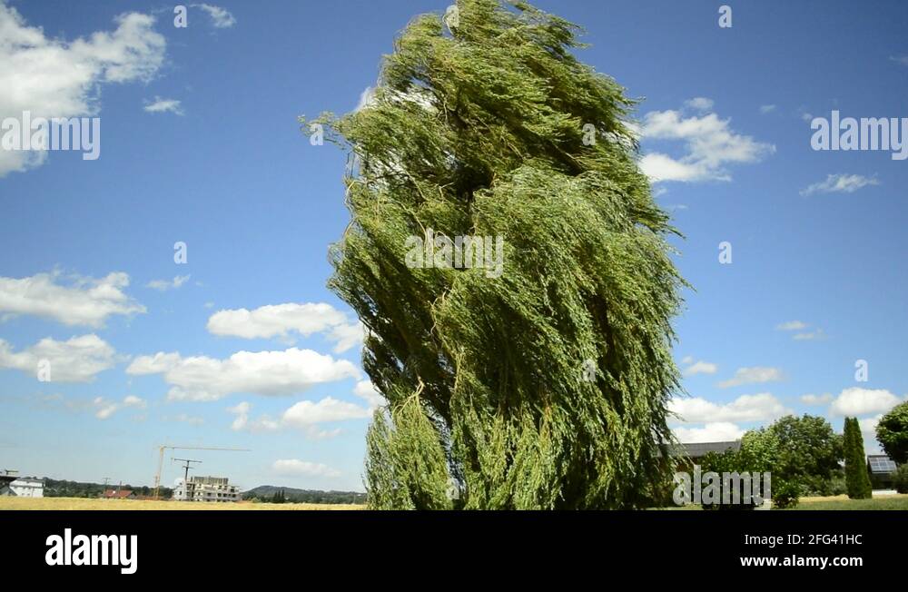 Babylon willow, Salix babylonica, in strong wind Stock Video Footage ...