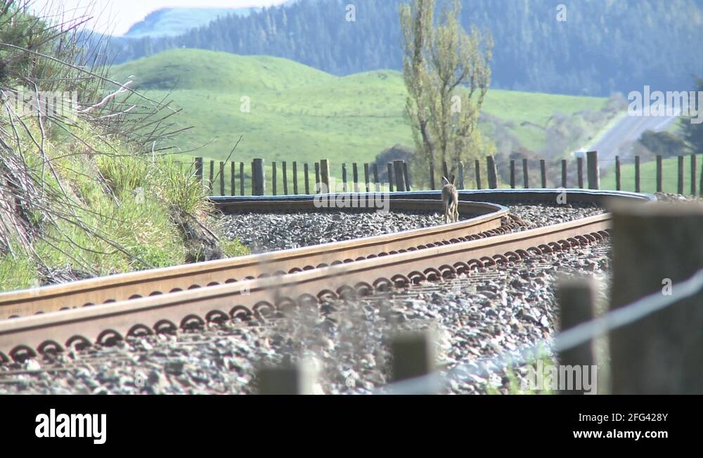 Hare rail Stock Videos & Footage - HD and 4K Video Clips - Alamy