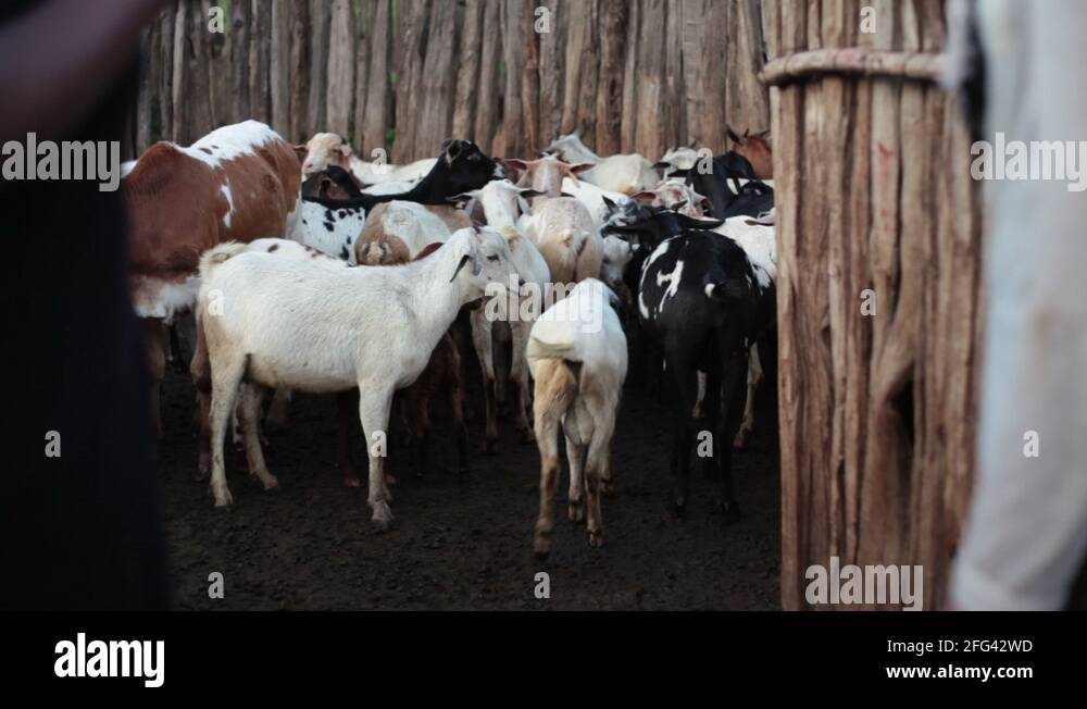 Goat sheep in animal pen Stock Videos & Footage - HD and 4K Video Clips ...