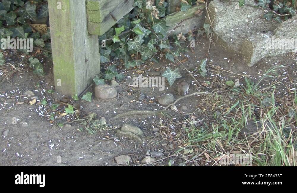 Stone mouse Stock Videos & Footage - HD and 4K Video Clips - Alamy