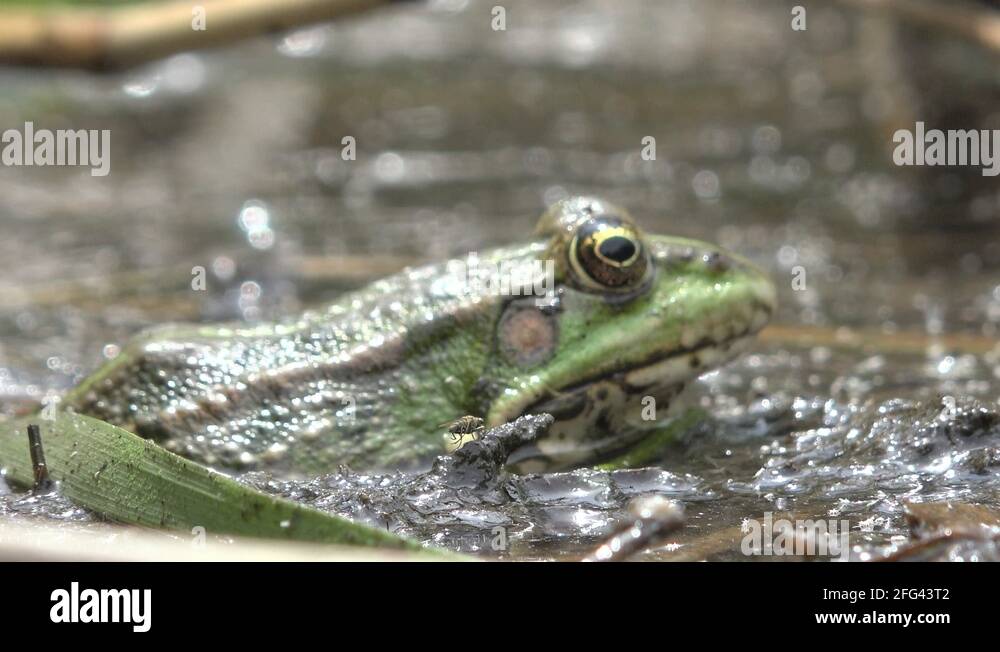 Invasive frogs Stock Videos & Footage - HD and 4K Video Clips - Alamy