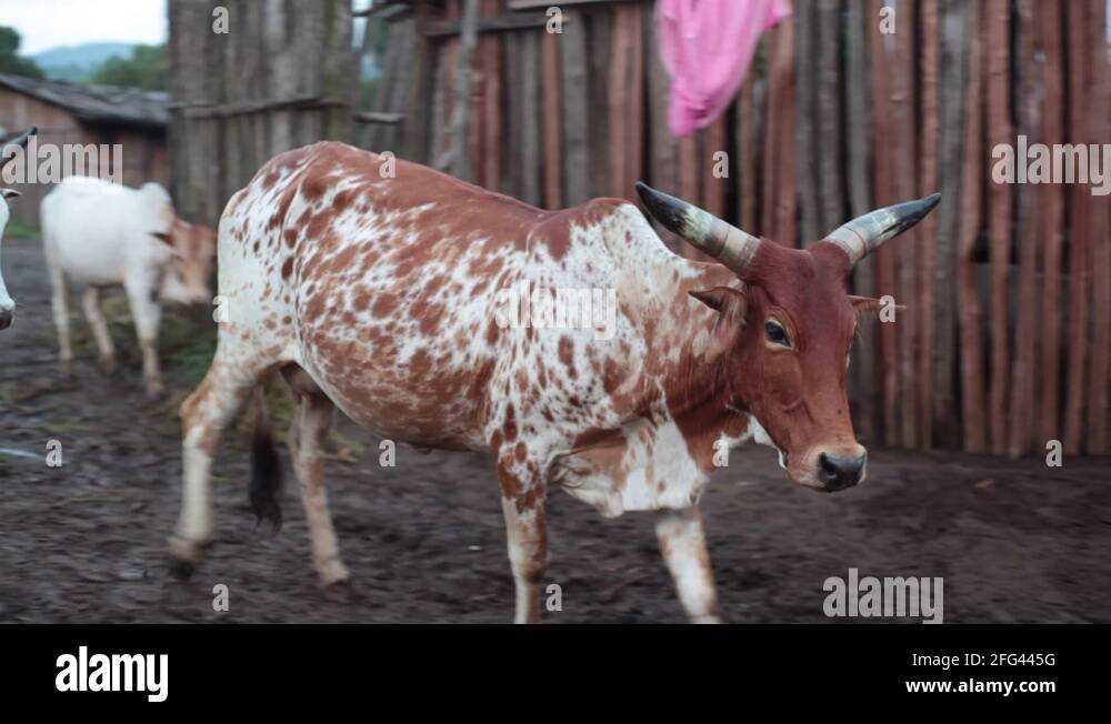 Kenya cow dairy Stock Videos & Footage - HD and 4K Video Clips - Alamy
