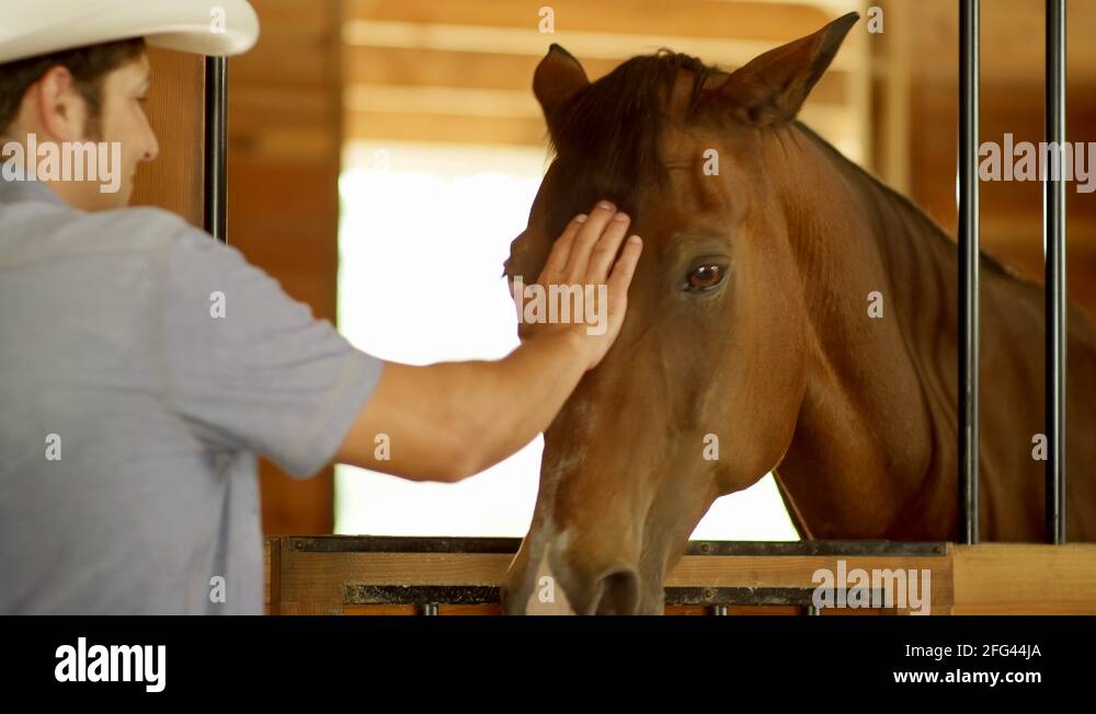 Man in stable with horse Stock Videos & Footage - HD and 4K Video Clips ...