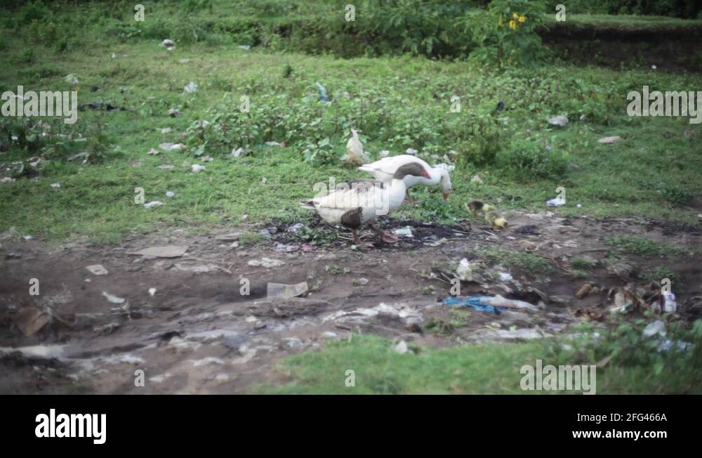 Animal slurry pollution Stock Videos & Footage - HD and 4K Video Clips ...