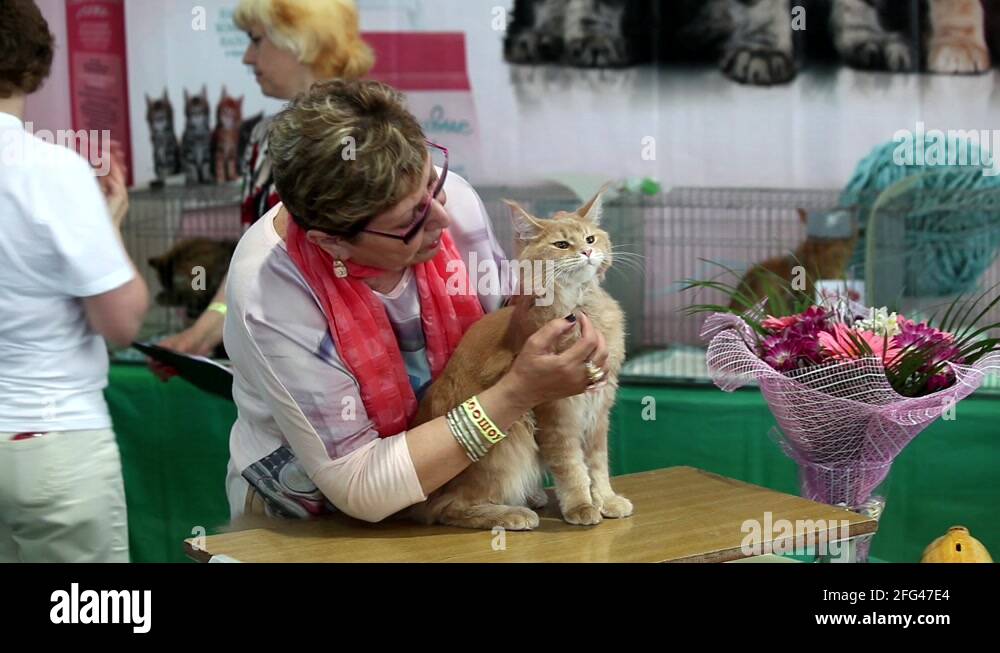 Cat exhibition Stock Videos & Footage - HD and 4K Video Clips - Alamy