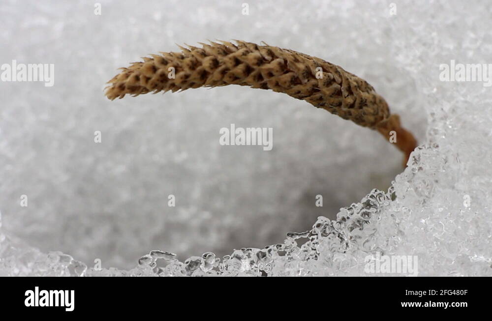 Spike grass Stock Videos & Footage - HD and 4K Video Clips - Alamy