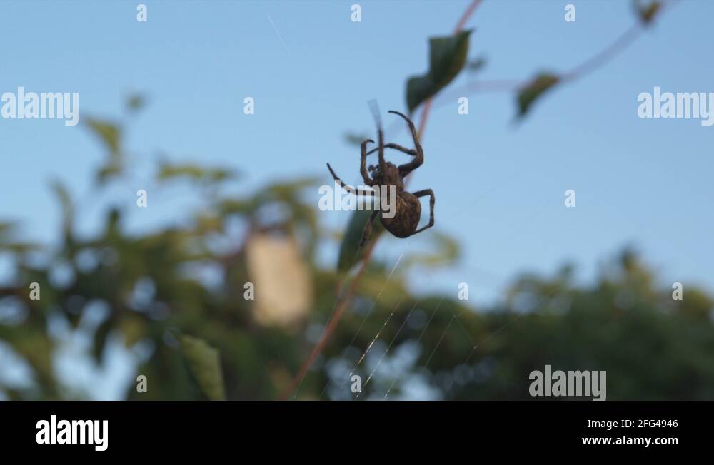 Spider on web china Stock Videos & Footage - HD and 4K Video Clips - Alamy