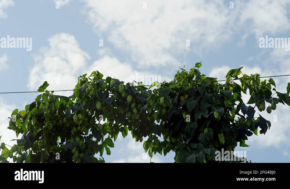 Ready to harvest Stock Videos & Footage - HD and 4K Video Clips - Alamy