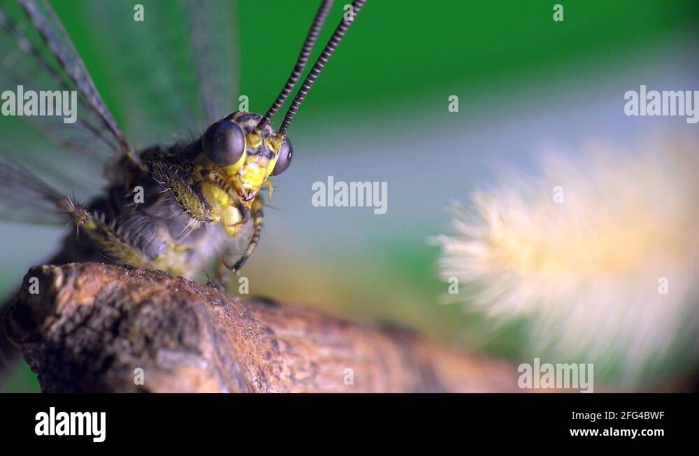 Euphaea fraseri, female, Damselfly dragonfly insect macro 4k Stock ...