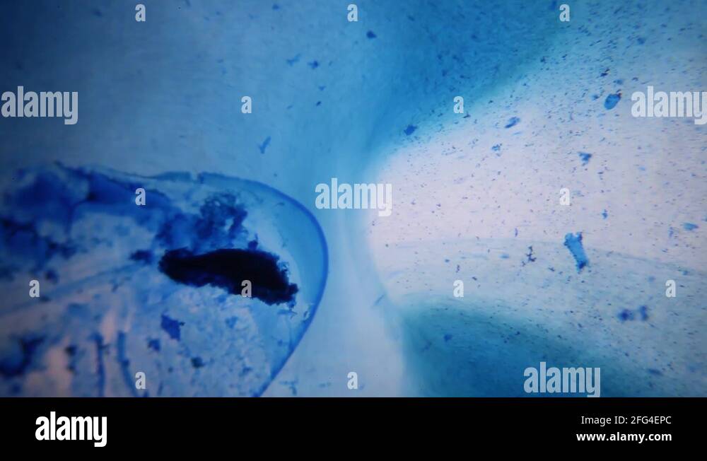 Fluid membrane Stock Videos & Footage - HD and 4K Video Clips - Alamy