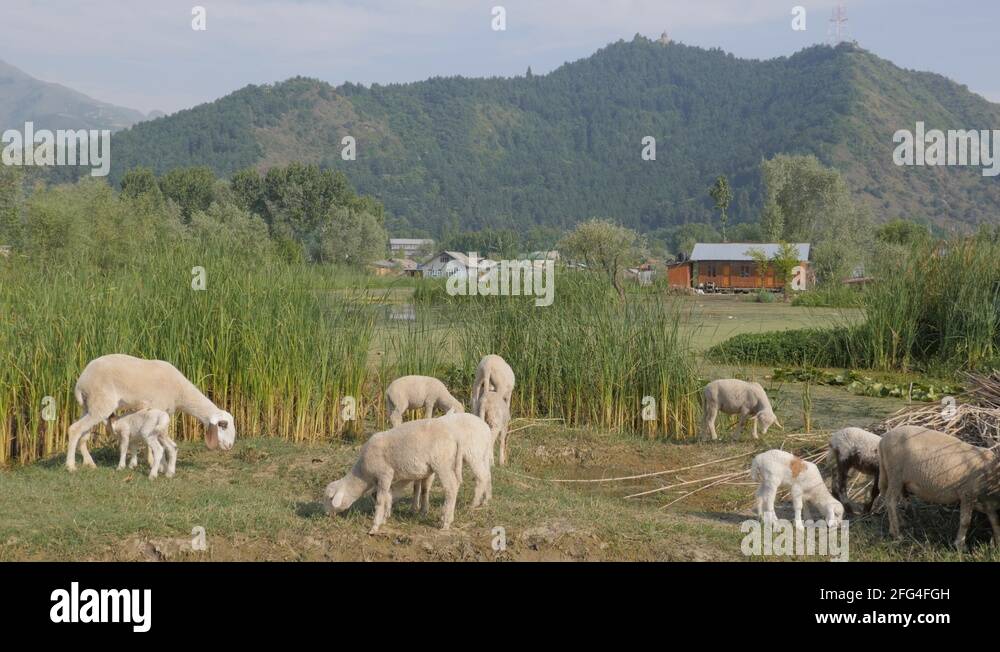 Kashmir mountains sheep Stock Videos & Footage - HD and 4K Video Clips ...