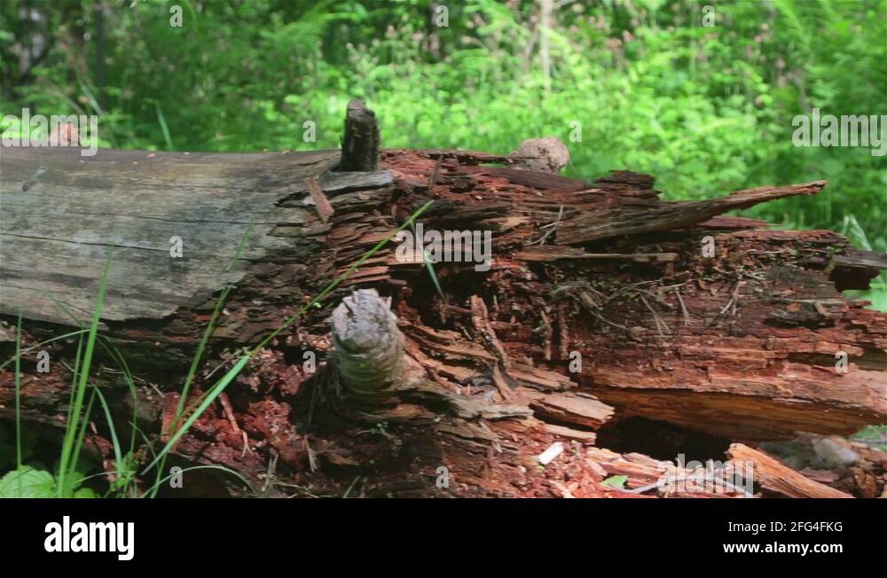 Forest old rotten tree Stock Videos & Footage - HD and 4K Video Clips ...