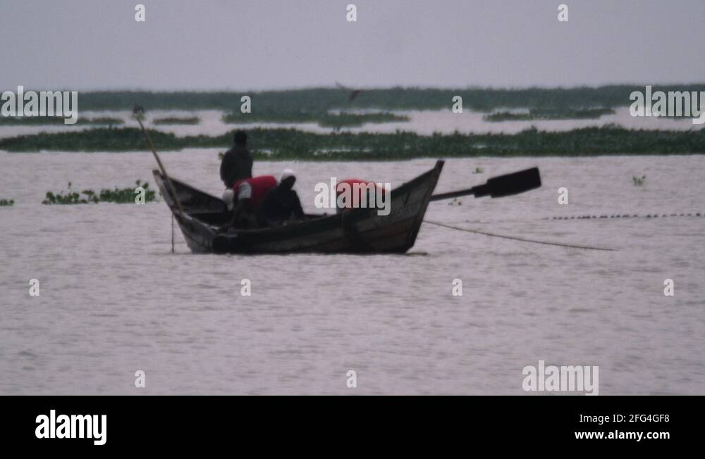 Bail leaf Stock Videos & Footage - HD and 4K Video Clips - Alamy