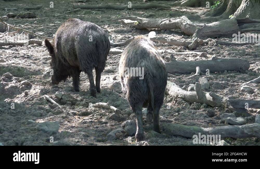 Wild boars in forest Stock Videos & Footage - HD and 4K Video Clips - Alamy