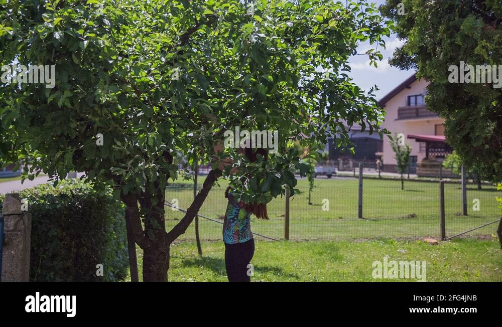 Standing under apple tree Stock Videos & Footage - HD and 4K Video ...