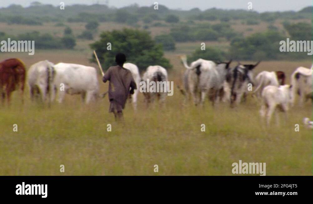 Boy herding Stock Videos & Footage - HD and 4K Video Clips - Alamy