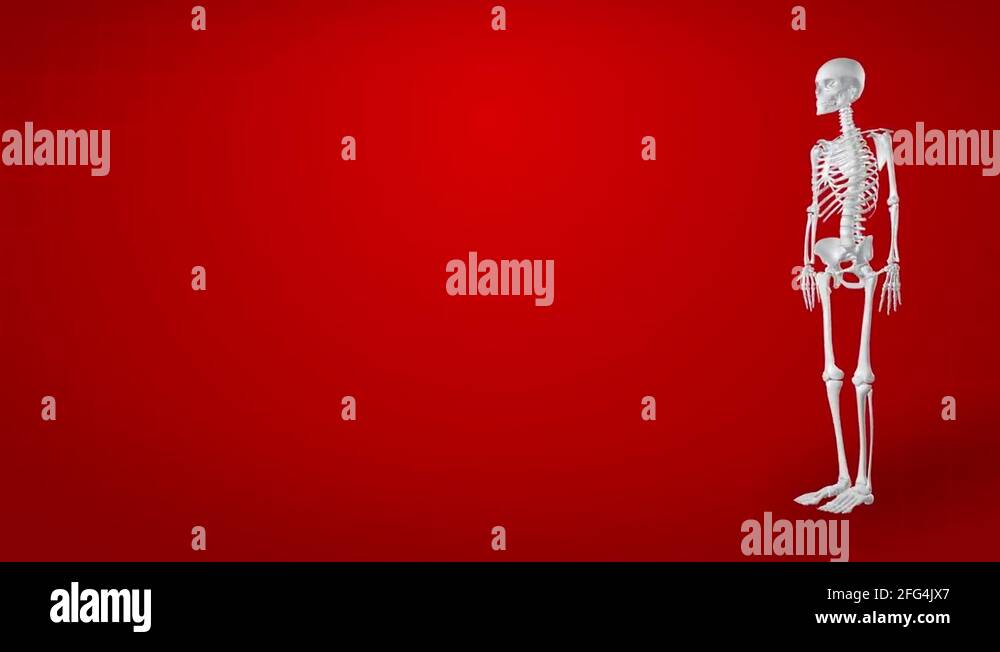 Red skeleton Stock Videos & Footage - HD and 4K Video Clips - Alamy