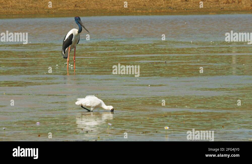 Spoonbill stork Stock Videos & Footage - HD and 4K Video Clips - Alamy