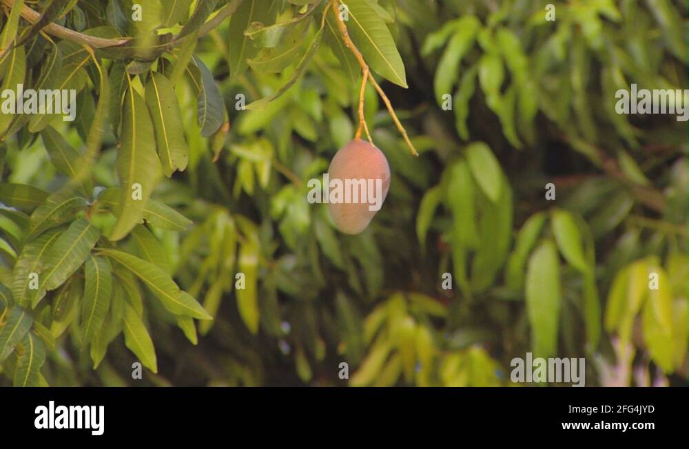 Mango plant tree Stock Videos & Footage - HD and 4K Video Clips - Alamy
