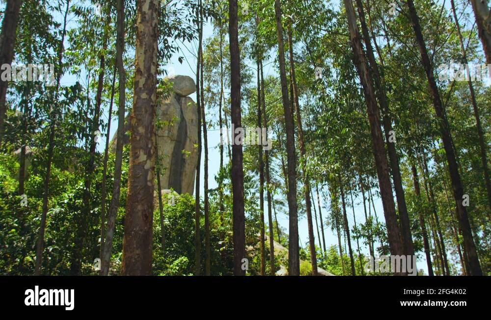 Focus stacked palm trees Stock Videos & Footage - HD and 4K Video Clips ...