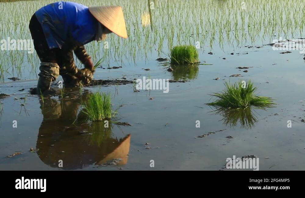 Asia rice hat Stock Videos & Footage - HD and 4K Video Clips - Alamy