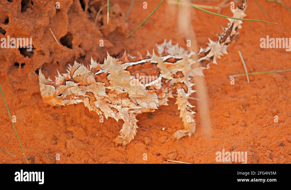 Spiky animal Stock Videos & Footage - HD and 4K Video Clips - Alamy