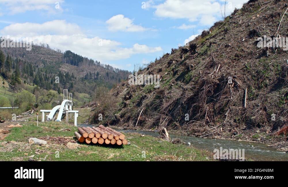 Deforestation tree stumps people Stock Videos & Footage - HD and 4K ...