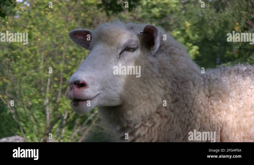 sheep chew Stock Video Footage - Alamy