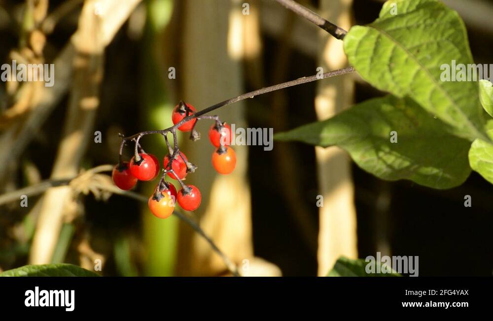 Amara species Stock Videos & Footage - HD and 4K Video Clips - Alamy