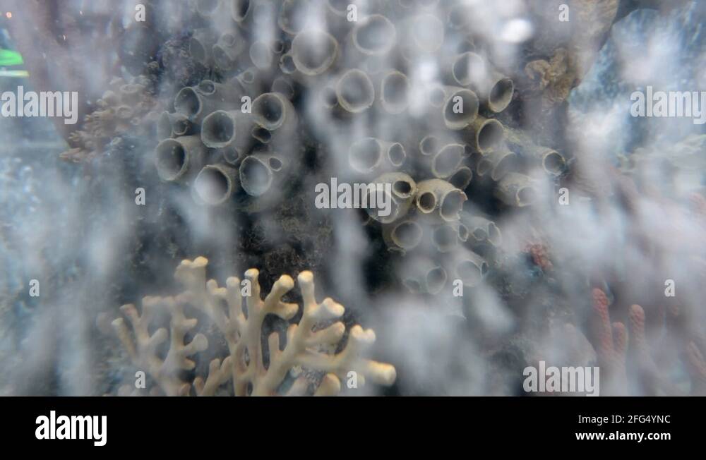 Diver bubbles during underwater diving Stock Video Footage - Alamy