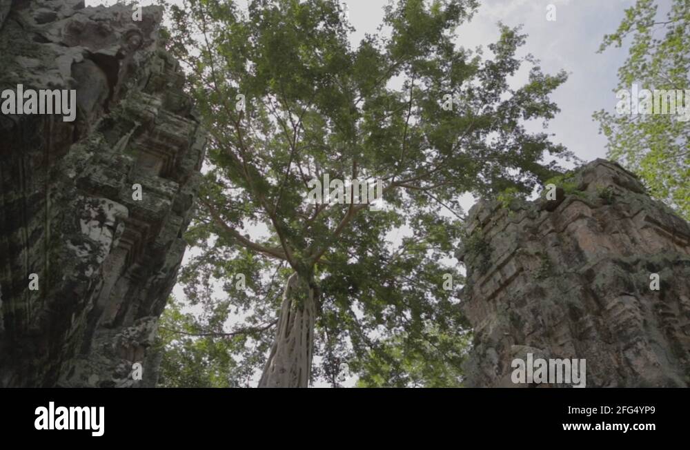 Tree growing inside building Stock Videos & Footage - HD and 4K Video ...