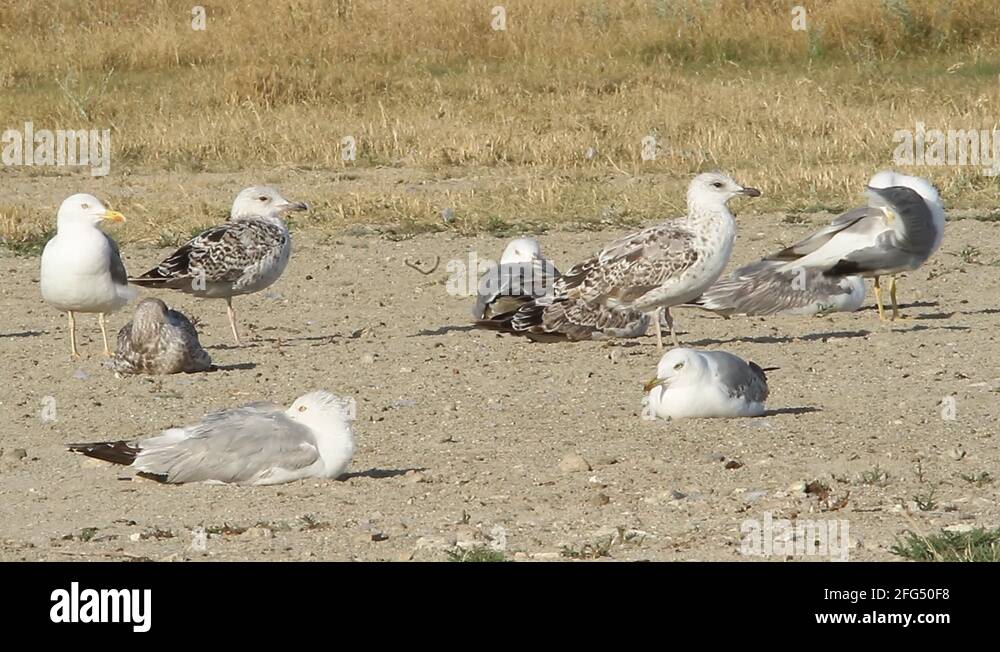A flock of gulls Stock Videos & Footage - HD and 4K Video Clips - Alamy
