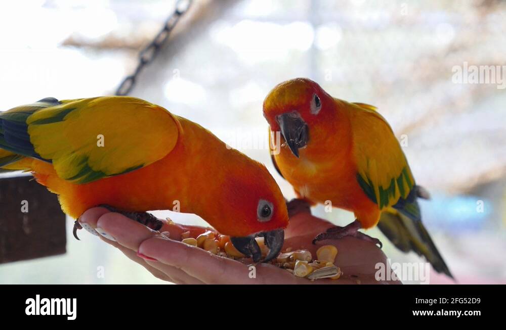 Hand fodder animal bird Stock Videos & Footage - HD and 4K Video Clips ...