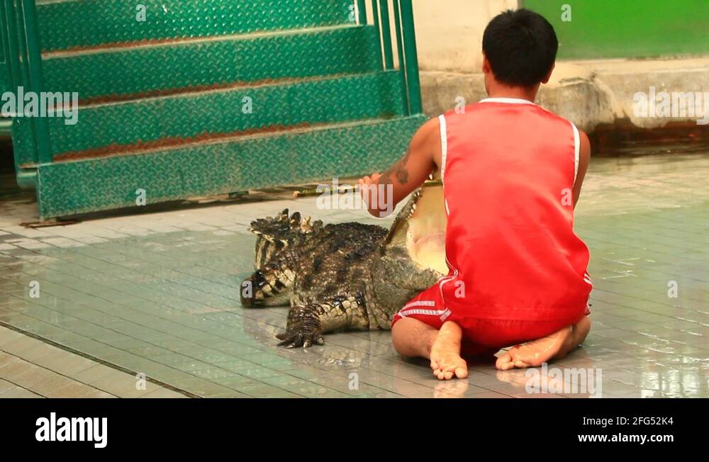 Crocodile house Stock Videos & Footage - HD and 4K Video Clips - Alamy