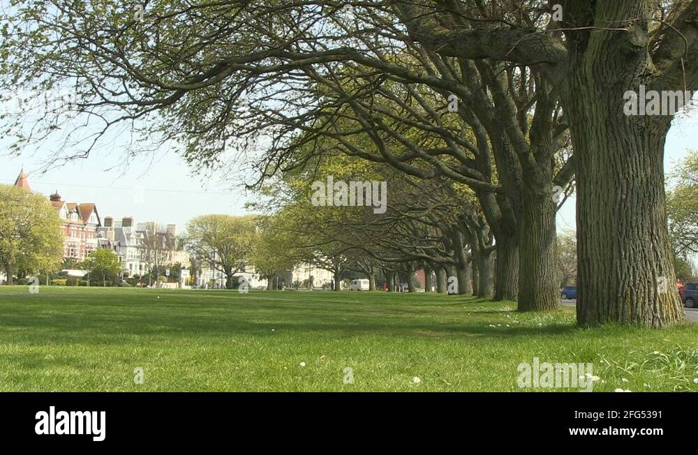 Elm trees Stock Videos & Footage - HD and 4K Video Clips - Alamy