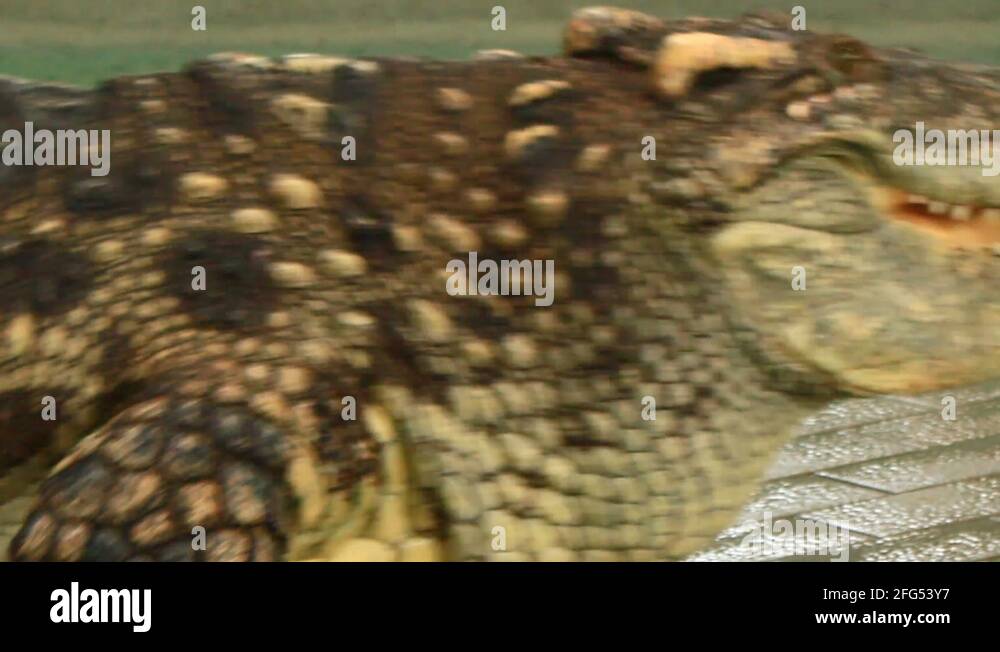 Sea crocodiles Stock Videos & Footage - HD and 4K Video Clips - Alamy